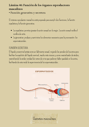 Anatomia DEL PÍLORO - ANATOMIA DEL PÍLORO. El píloro es un orificio o ...