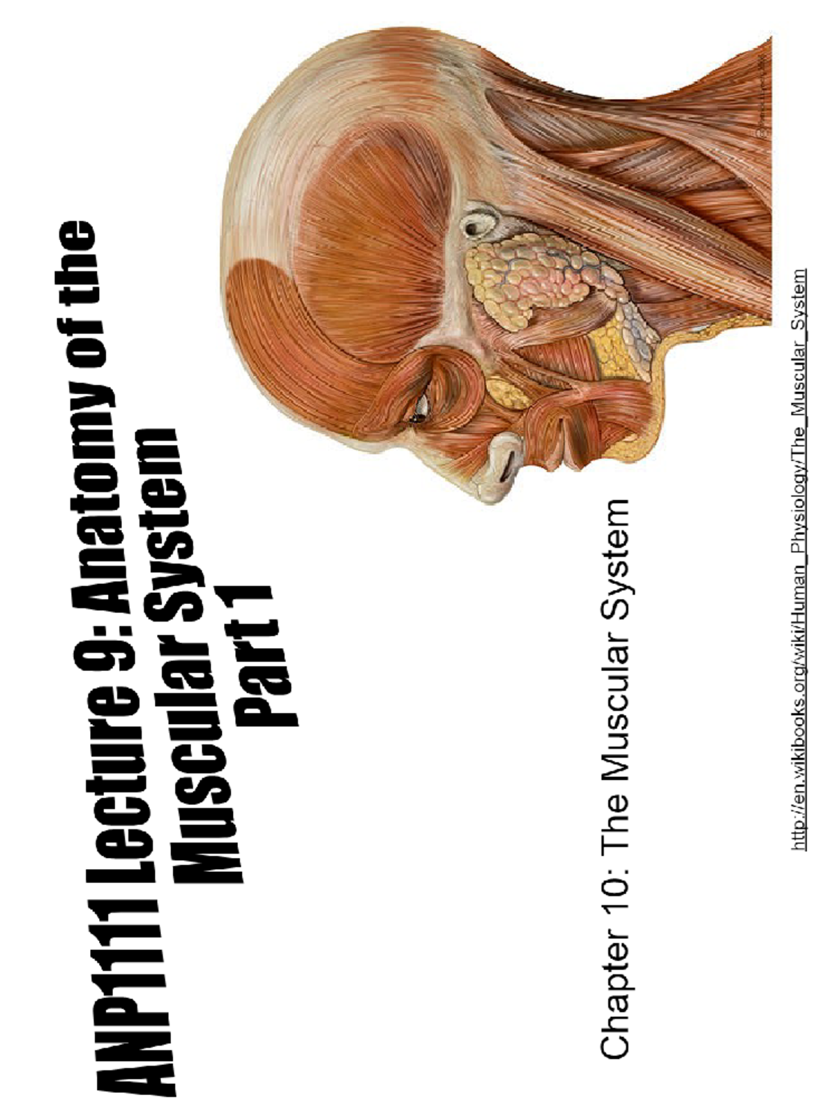 Anp1111 Lecture 9 Muscles Part 1 Lecture For October 7 Anp1111 A Essentials Of Anp I Lec