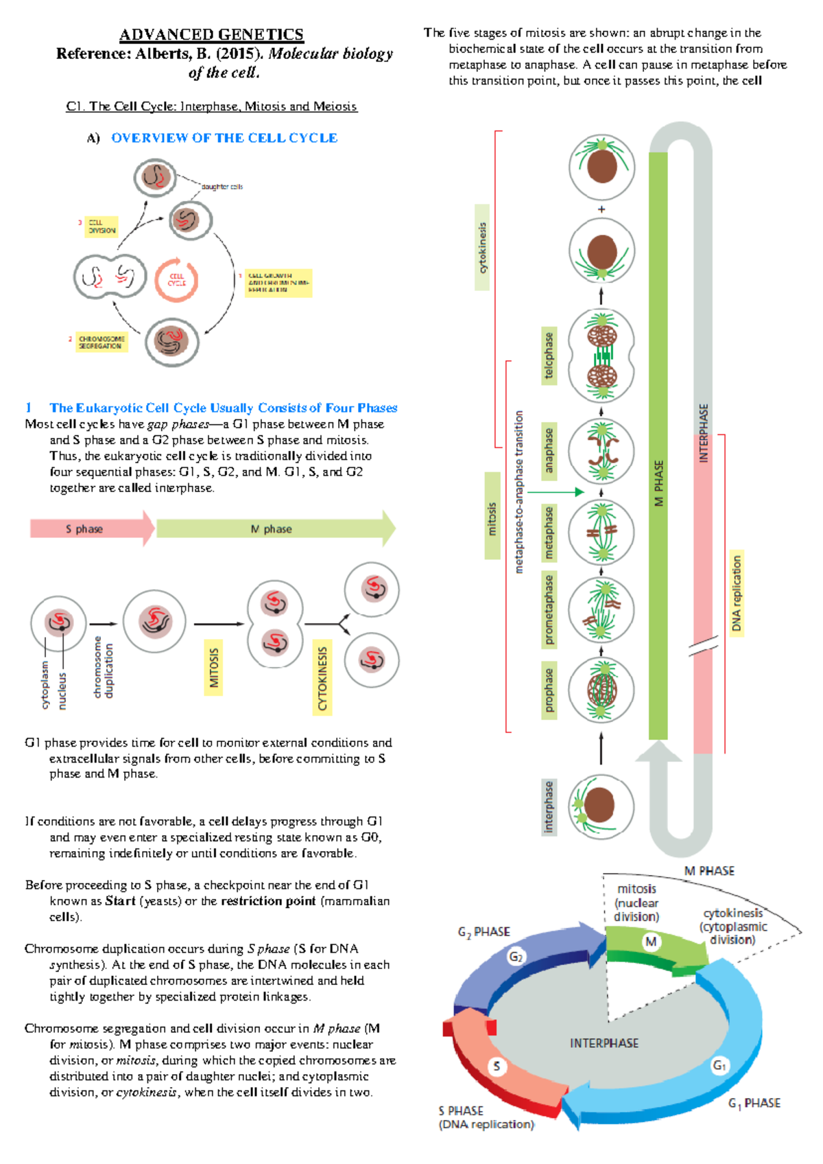Cell Cycle Dynamics: Interphase, Mitosis, and Meiosis Review (BIO101 ...