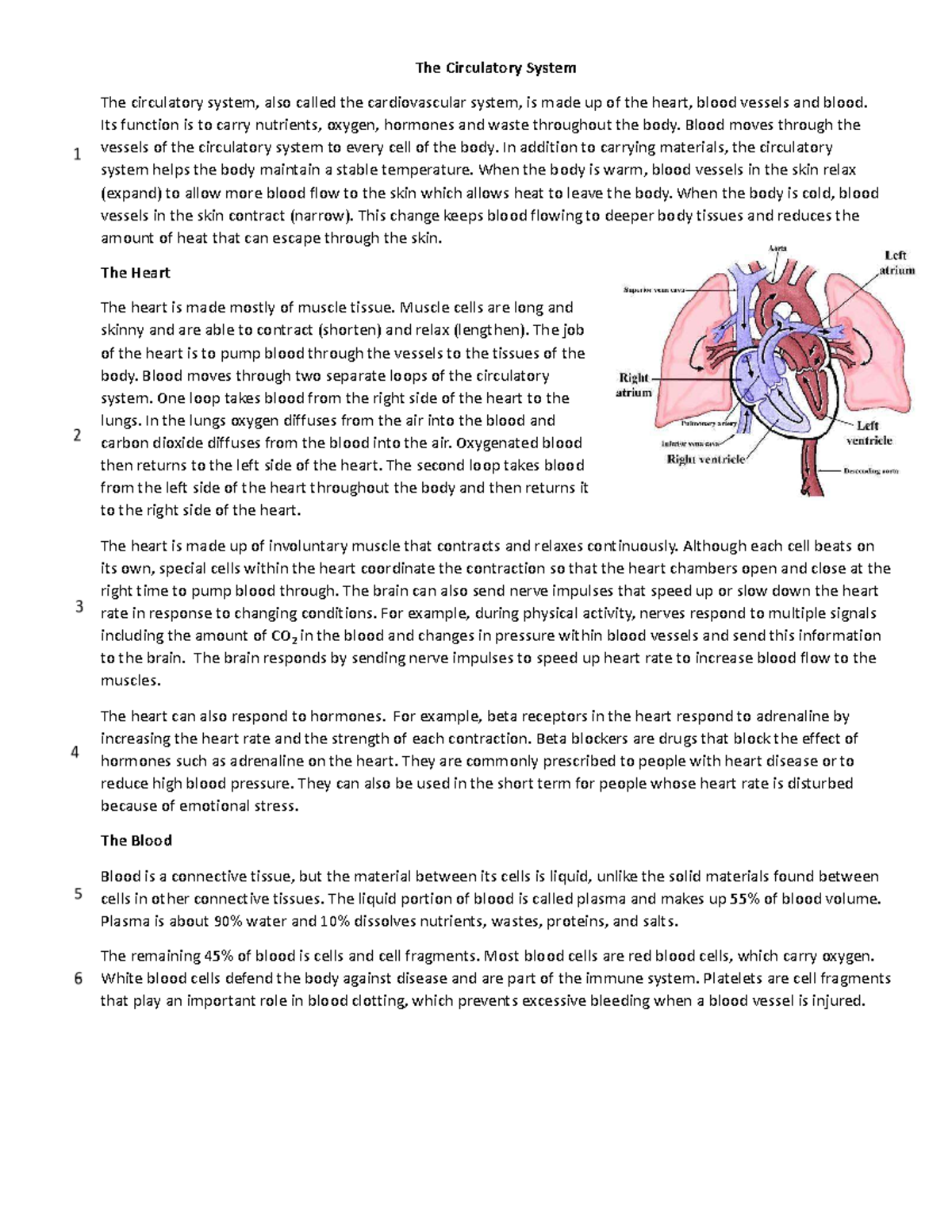 Circulatory System Overview: Key Functions & Components - Studocu