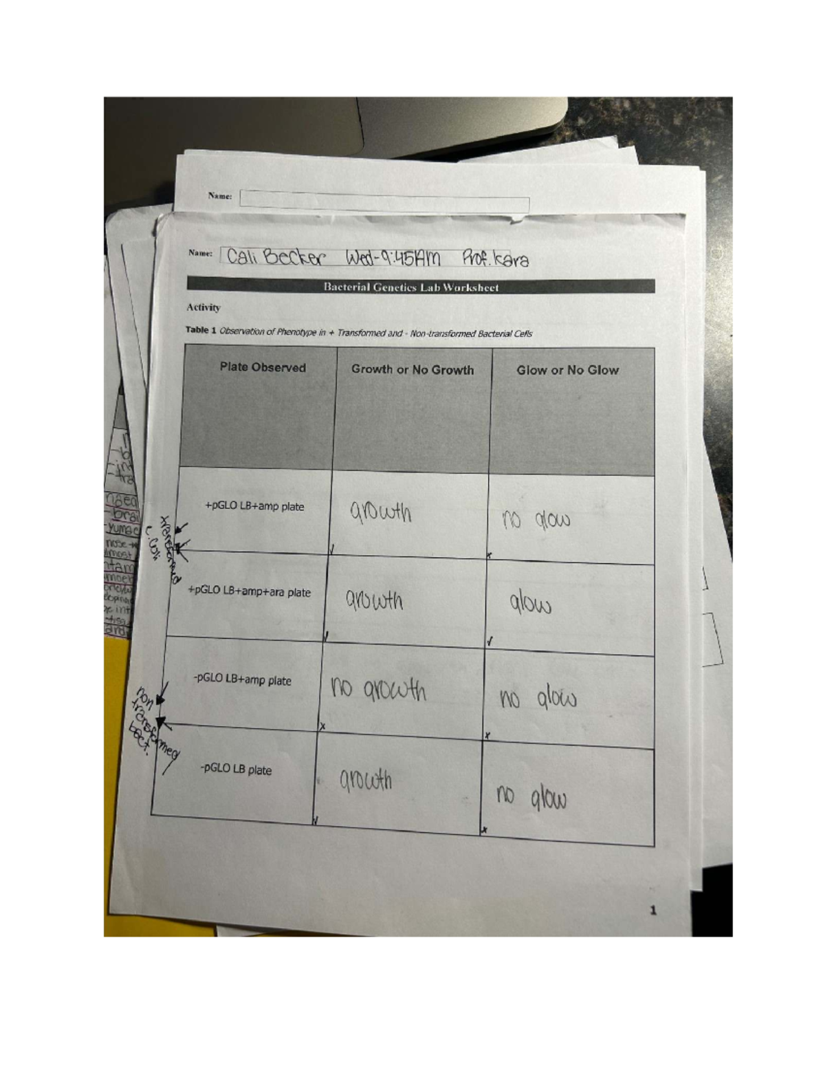 Bacterial Genetics Lab Worksheet (BIO 101) - Observations & Review ...