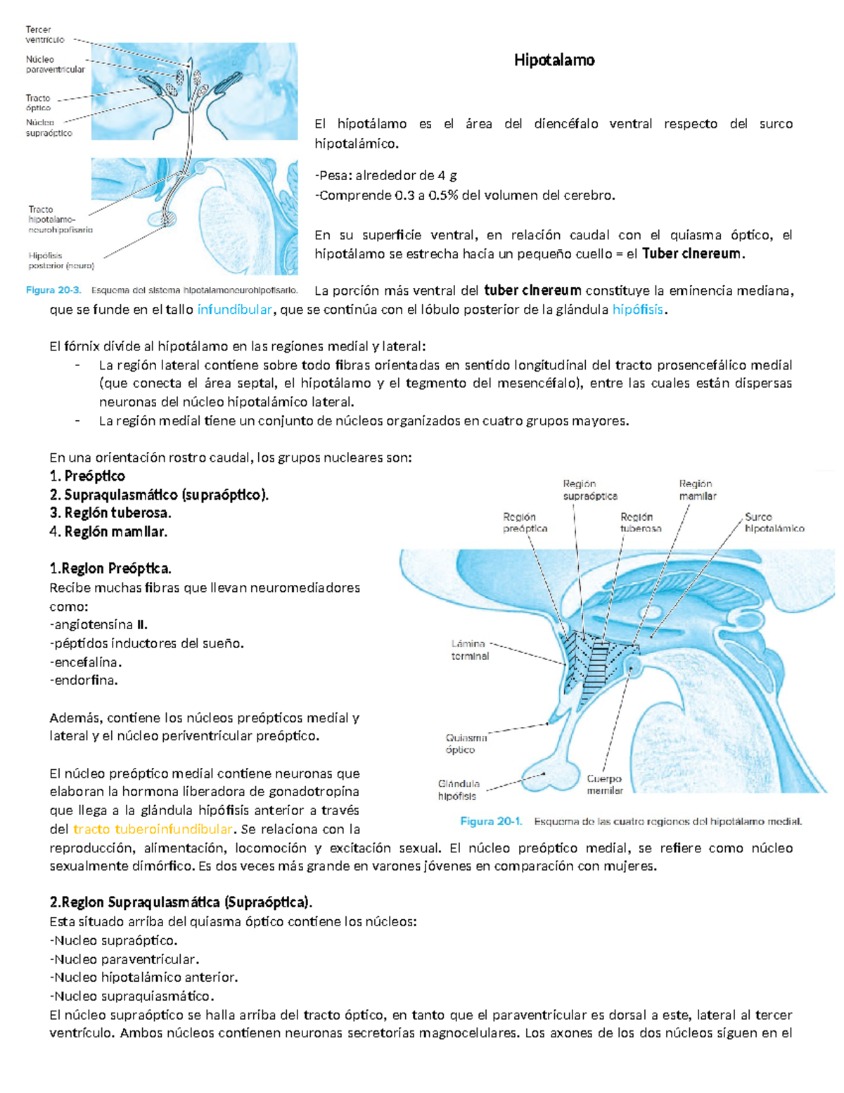 Hipotálamo - Resumen de Neuroanatomía Funcional en Neurociencias - Studocu