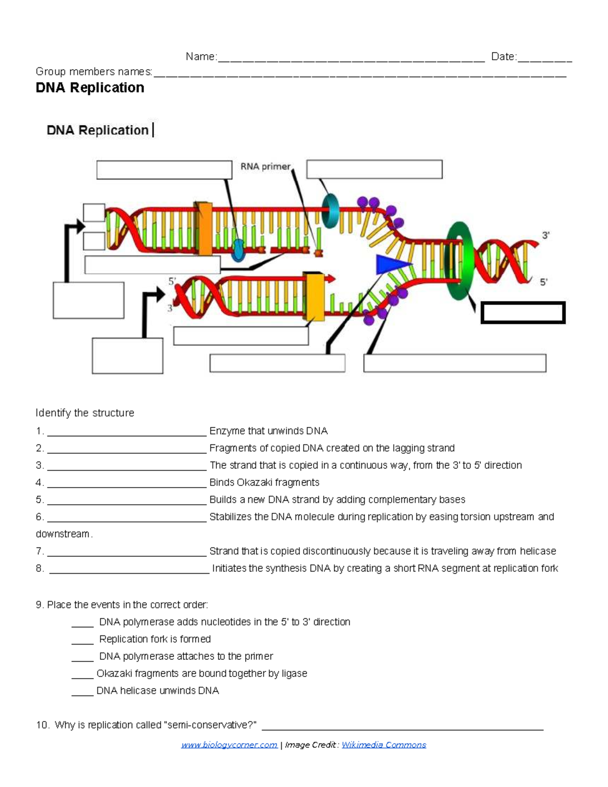 DNA Replication - Group Members' Roles and Processes Explained - Studocu