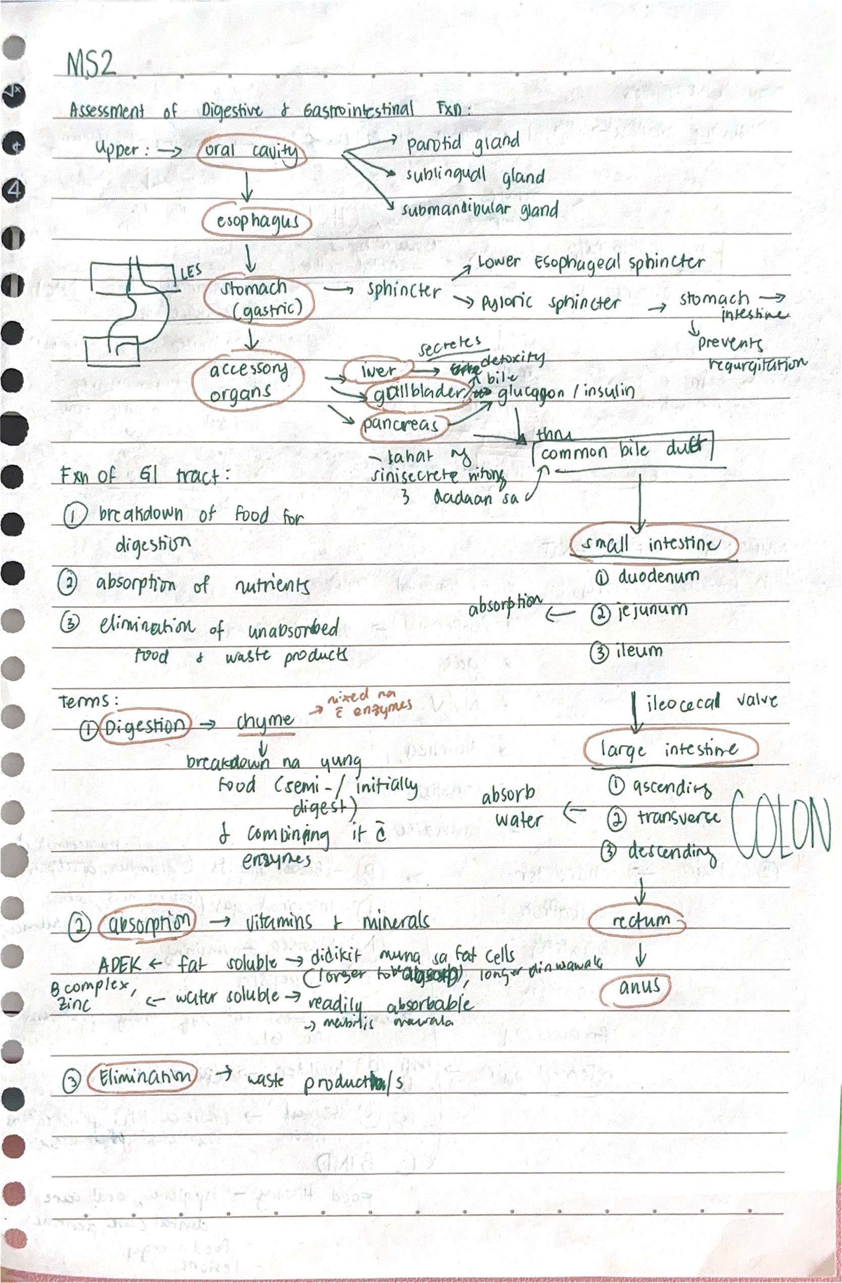 MS2 Gastrointestinal Function Assessment: Digestive System Overview and ...