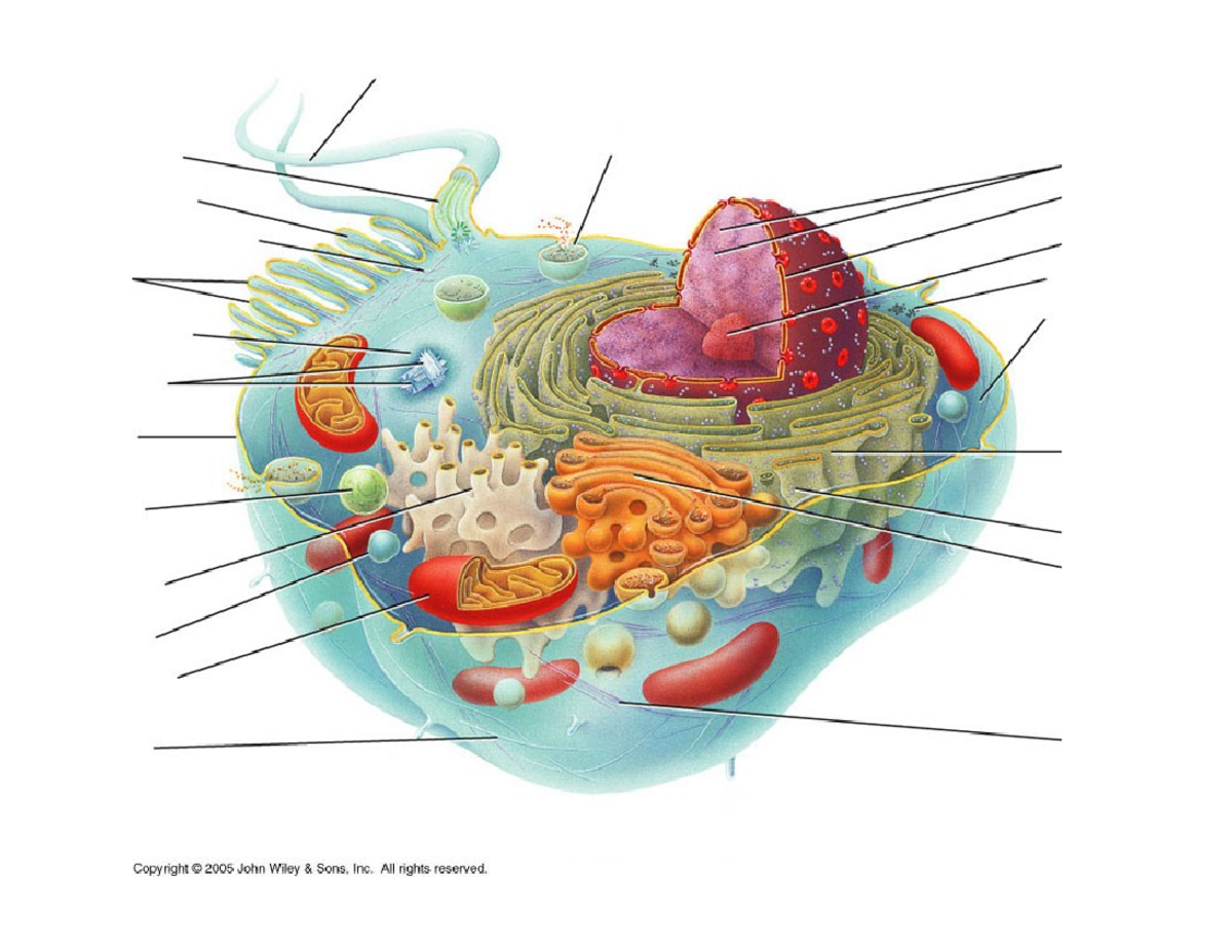 Unlabeled cell-1 - BIO 1210 - Copyright c 2005 John Wiley Sons, Inc ...