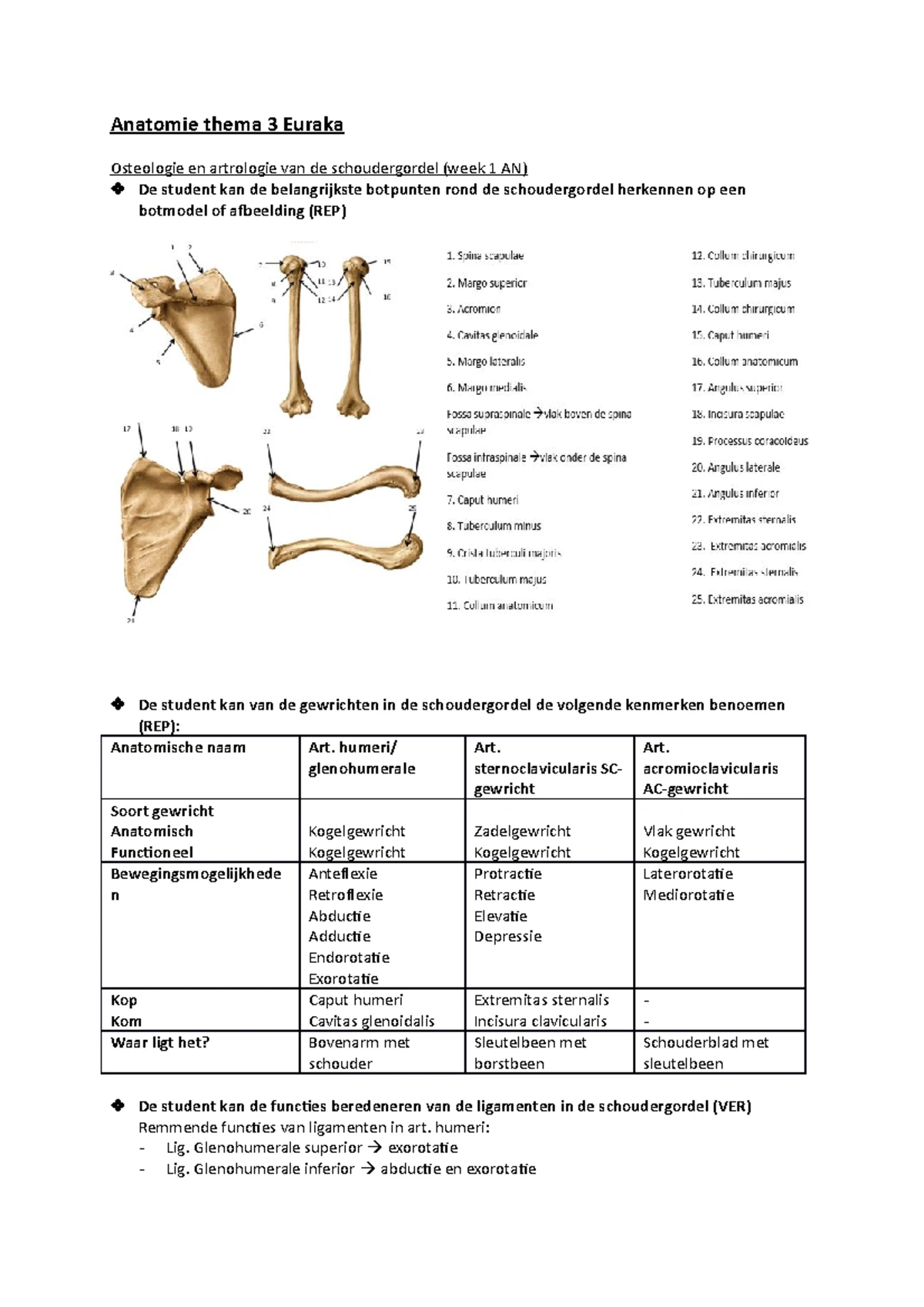 Anatomie van het bewegingsapparaat in beeld - Anatomie van de heup ...