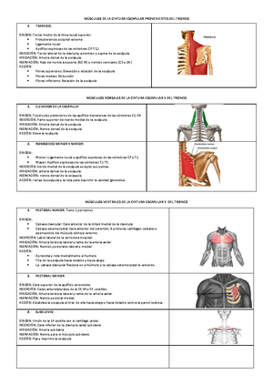 Músculos Intrínsecos del Pie: Estructura y Función - Studocu