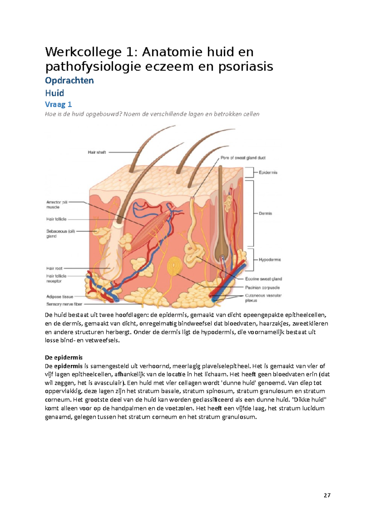 Werkcollege 1: Anatomie van de Huid en Pathofysiologie van Eczeem en ...