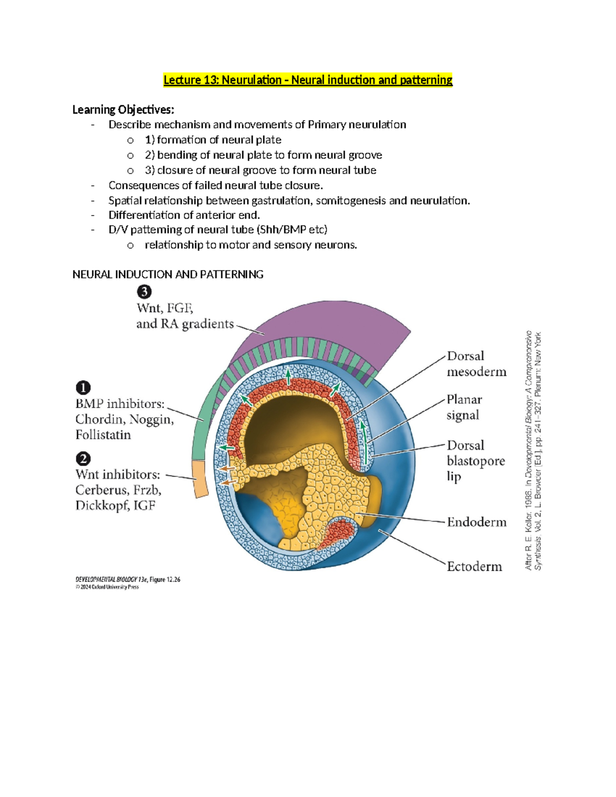 Lecture 13: Neurulation - Neural Induction and Patterning Insights ...