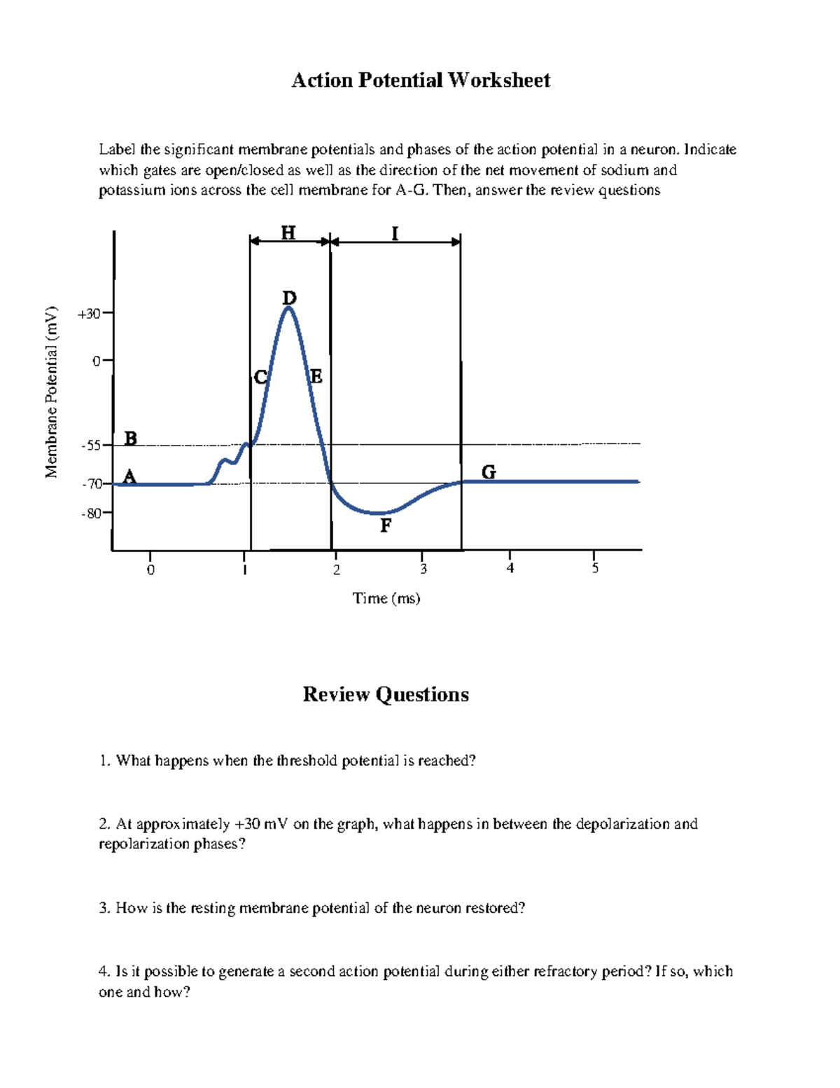 Action Potential Worksheet: Membrane Potentials & Phases Analysis 2023 ...