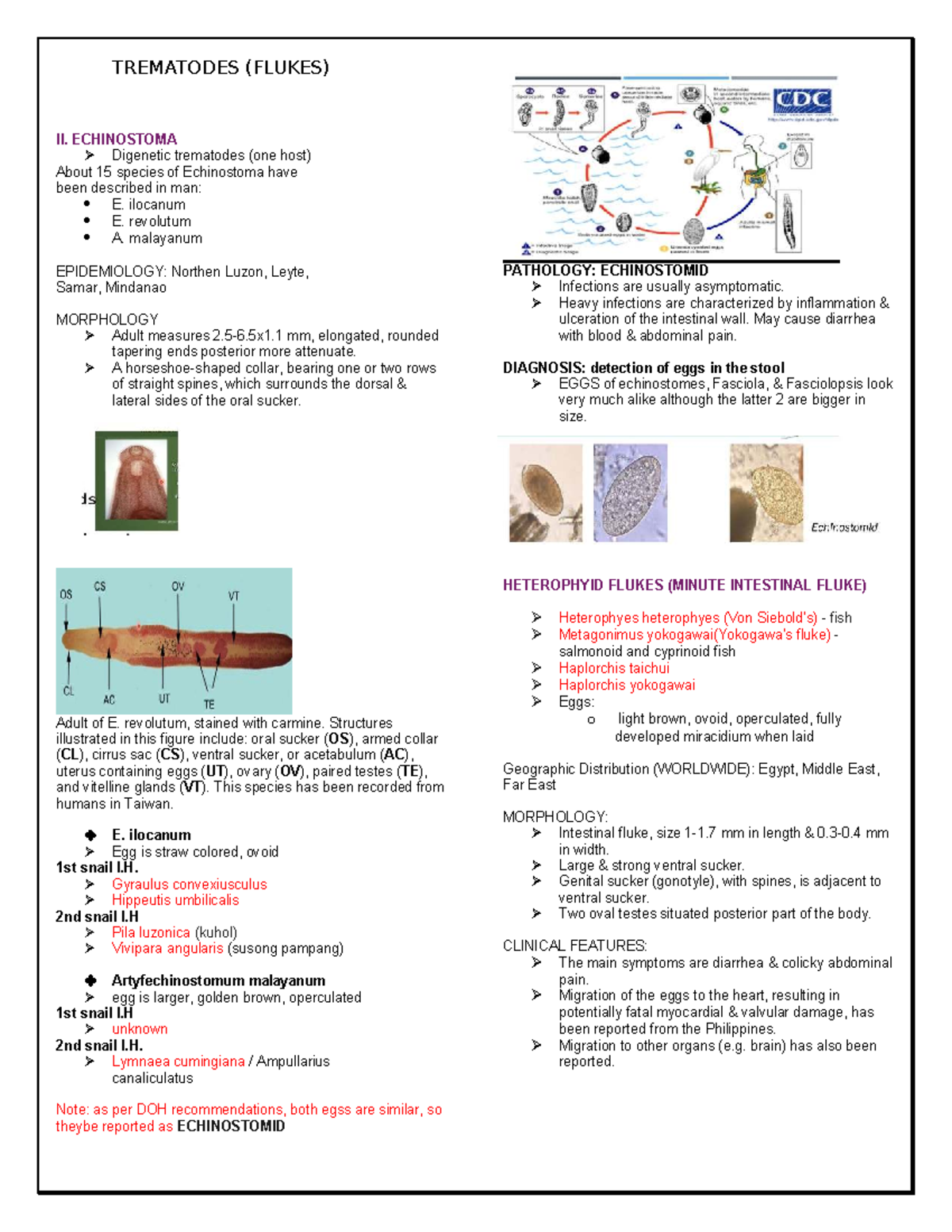 Trematodes (flukes) II: Echinostoma and heterophyid flukes overview ...