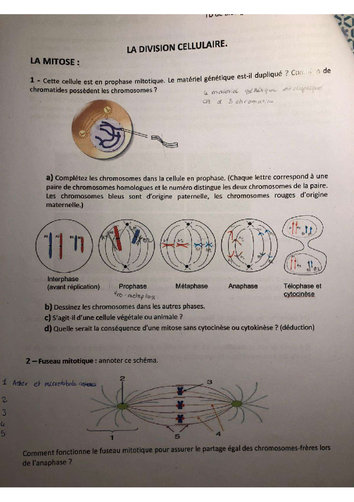 LA DIVISION CELLULAIRE : MITOSE - PHASES ET ANNOTATIONS - Studocu