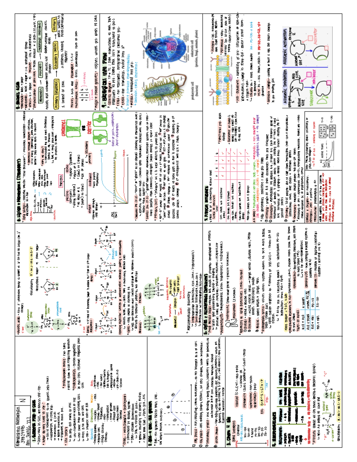 Nucleic Acids & Lipid Membranes: Cheat Sheet for MT1 39824495 - Studocu