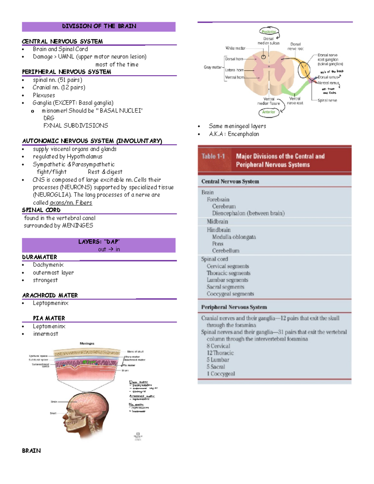 NEURO ANATOMY CHAPTER 1 - DIVISION OF THE BRAIN CENTRAL NERVOUS SYSTEM ...