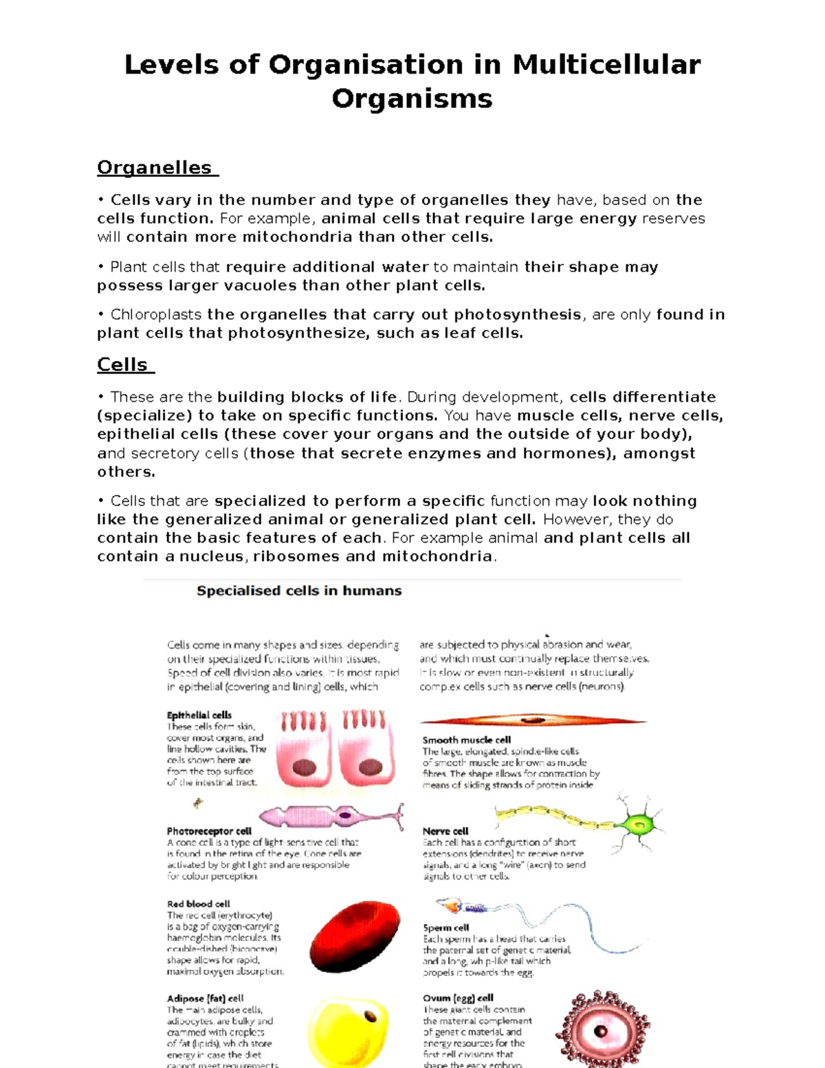 Levels of Organisation in Multicellular Organisms - Levels of ...