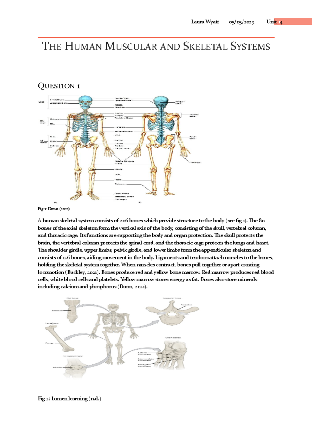 Unit 14- human muscular and skeletal systems - THE HUMAN MUSCULAR AND ...