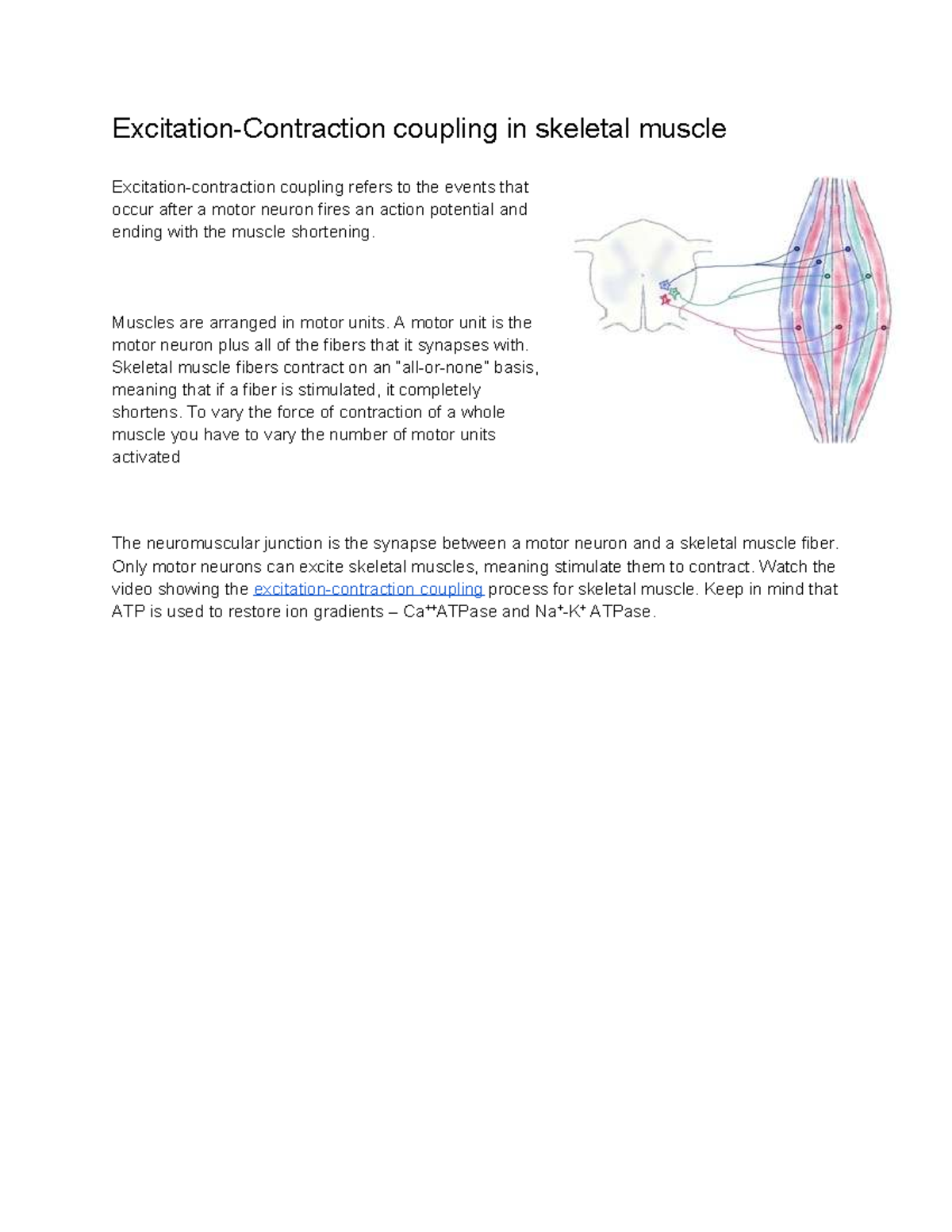Skeletal Muscle Physiology: Excitation-Contraction Coupling Overview ...