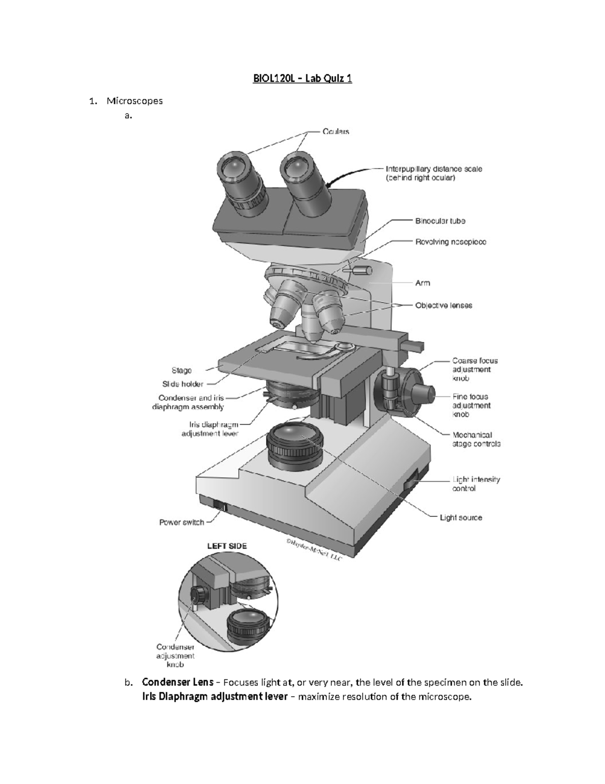 BIOL120L - Lab Quiz 1 Study Guide: Microscopes & Cell Structures - Studocu
