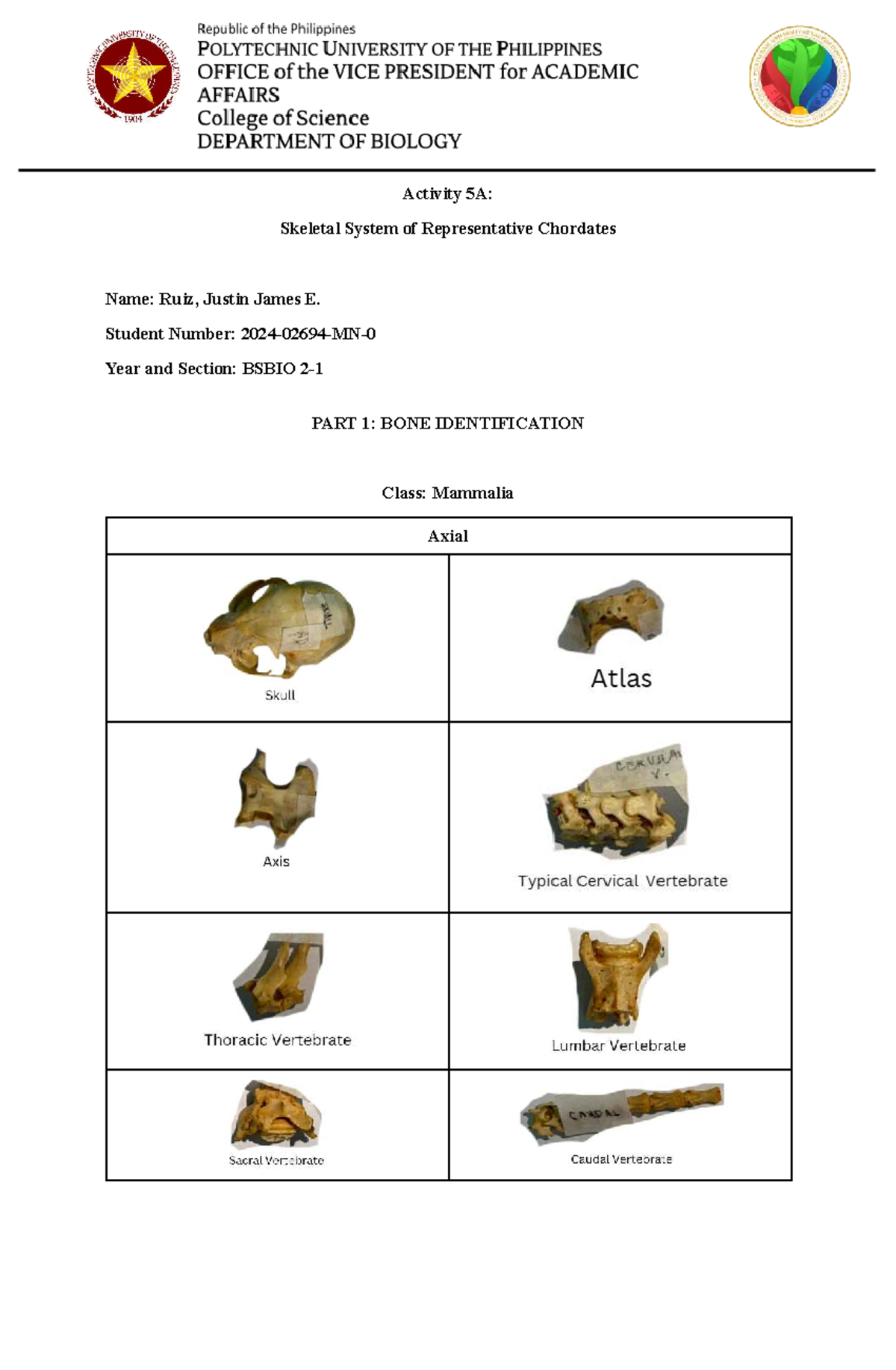 Activity 5A: Bone Identification in Chordates - RUIZ Justin James - Studocu