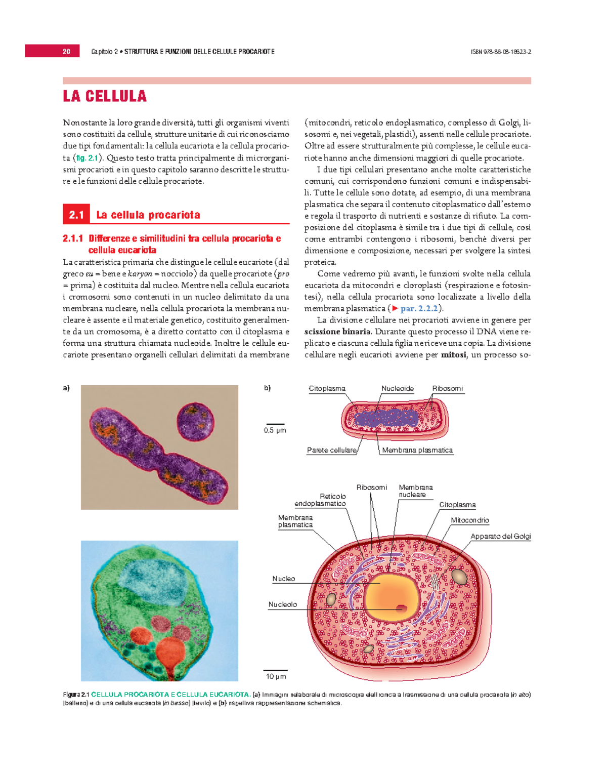 Vera Cellula Procariotica