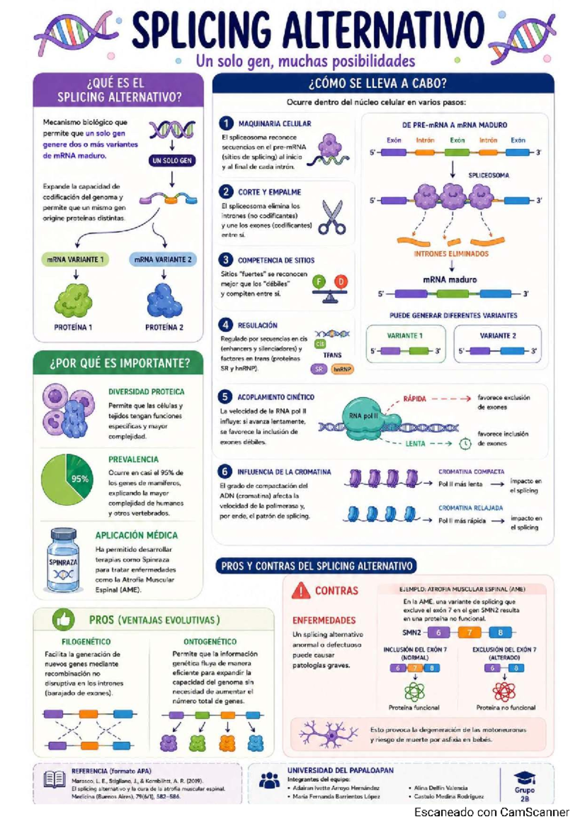 Splicing Alternativo: Mecanismos y Aplicaciones Médicas en AME - Studocu