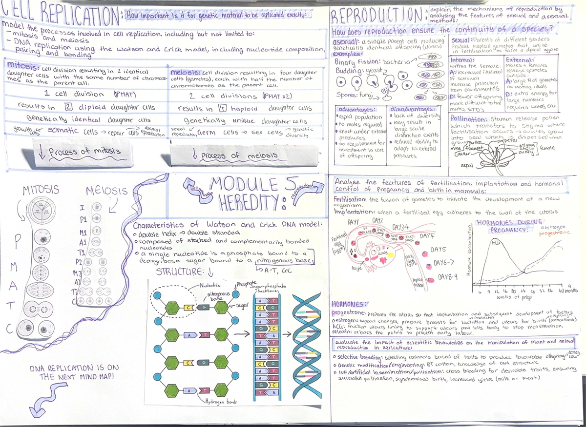 MOD 5 Heredity Notes: Mechanisms of Reproduction and DNA Replication ...