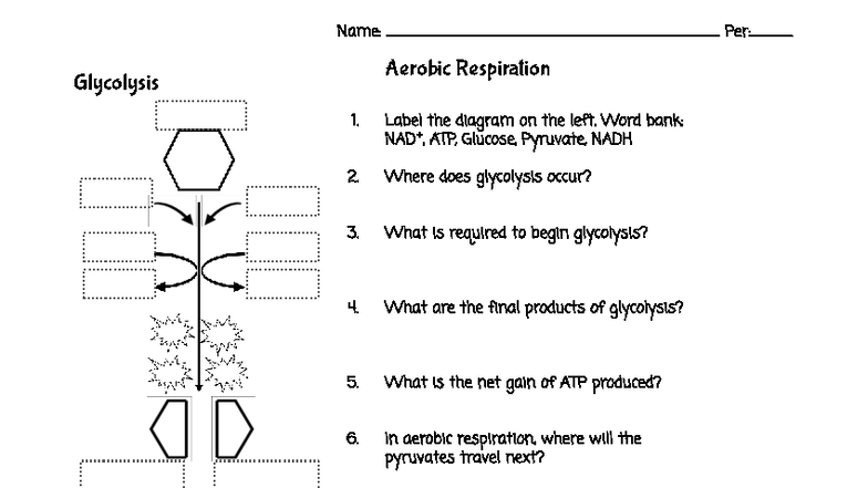 Cellular Respiration Worksheet: Glycolysis, Krebs Cycle & ETC - Studocu