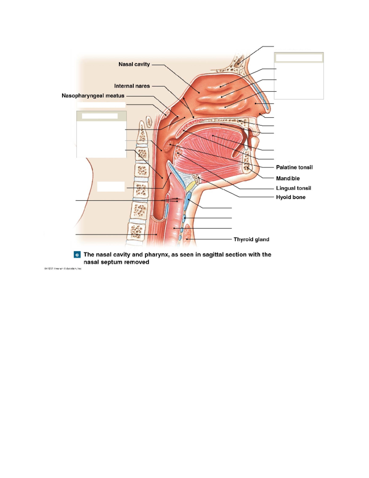 Detailed Respiratory Labeling - BIO-202L - Nasal cavity Internal nares ...