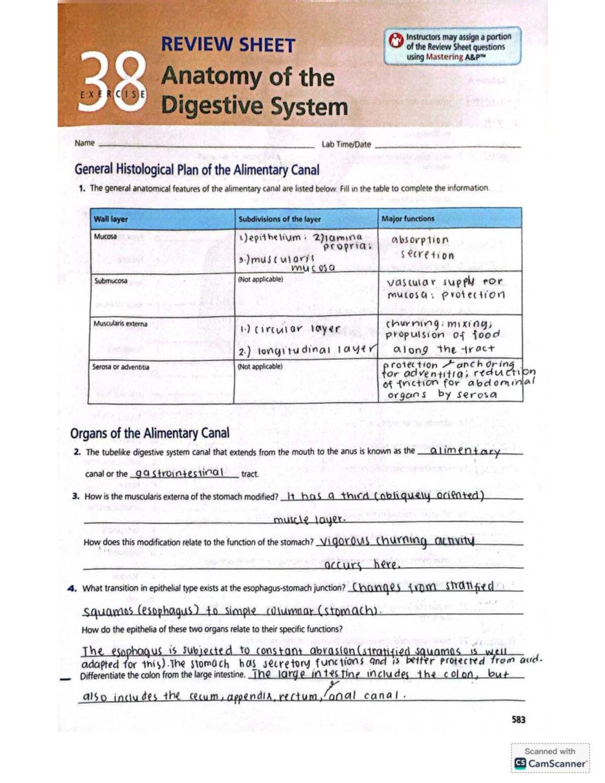 Ch38 - Anatomy of the Digestive System Review Sheet - Studocu