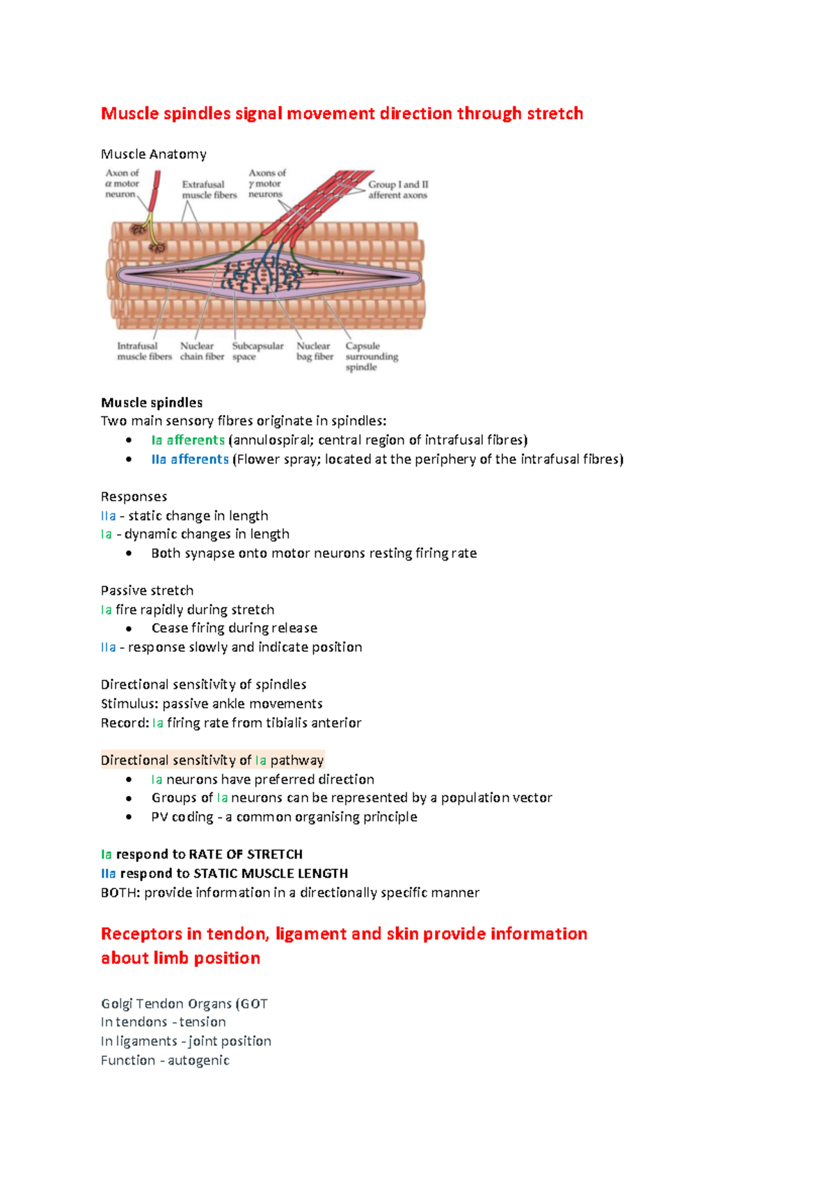 Muscle Spindles and Proprioception: Insights for 305 Movement ...