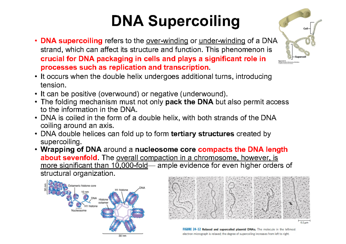 Lecture 4 DNA Supercoiling 2025 - DNA Supercoiling • DNA supercoiling ...