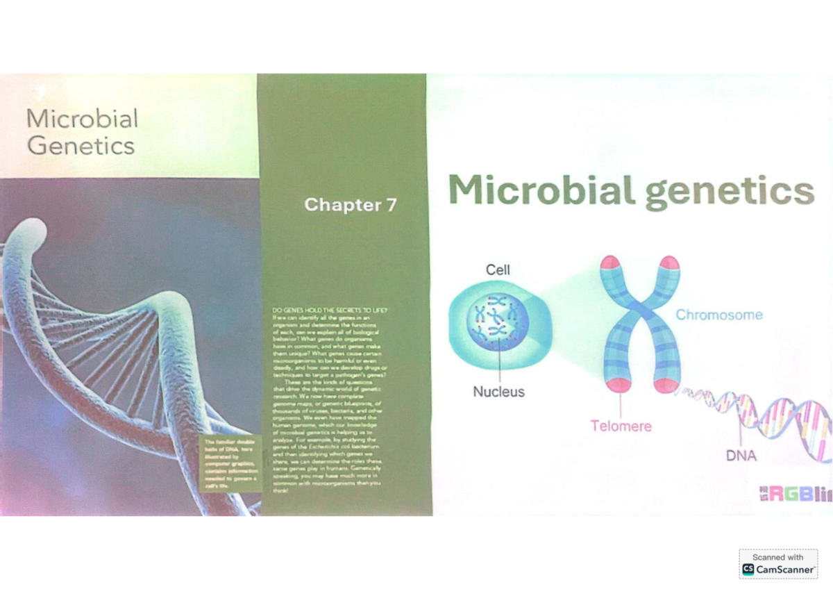 Microbiology L10 Lecture Notes: Key Concepts in Microbial Genetics ...