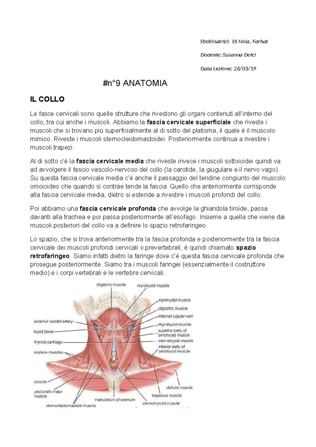 ANATOMIA IL COLLO: Fasce Cervicali e Strutture Laringee - #9 Appunti di ...
