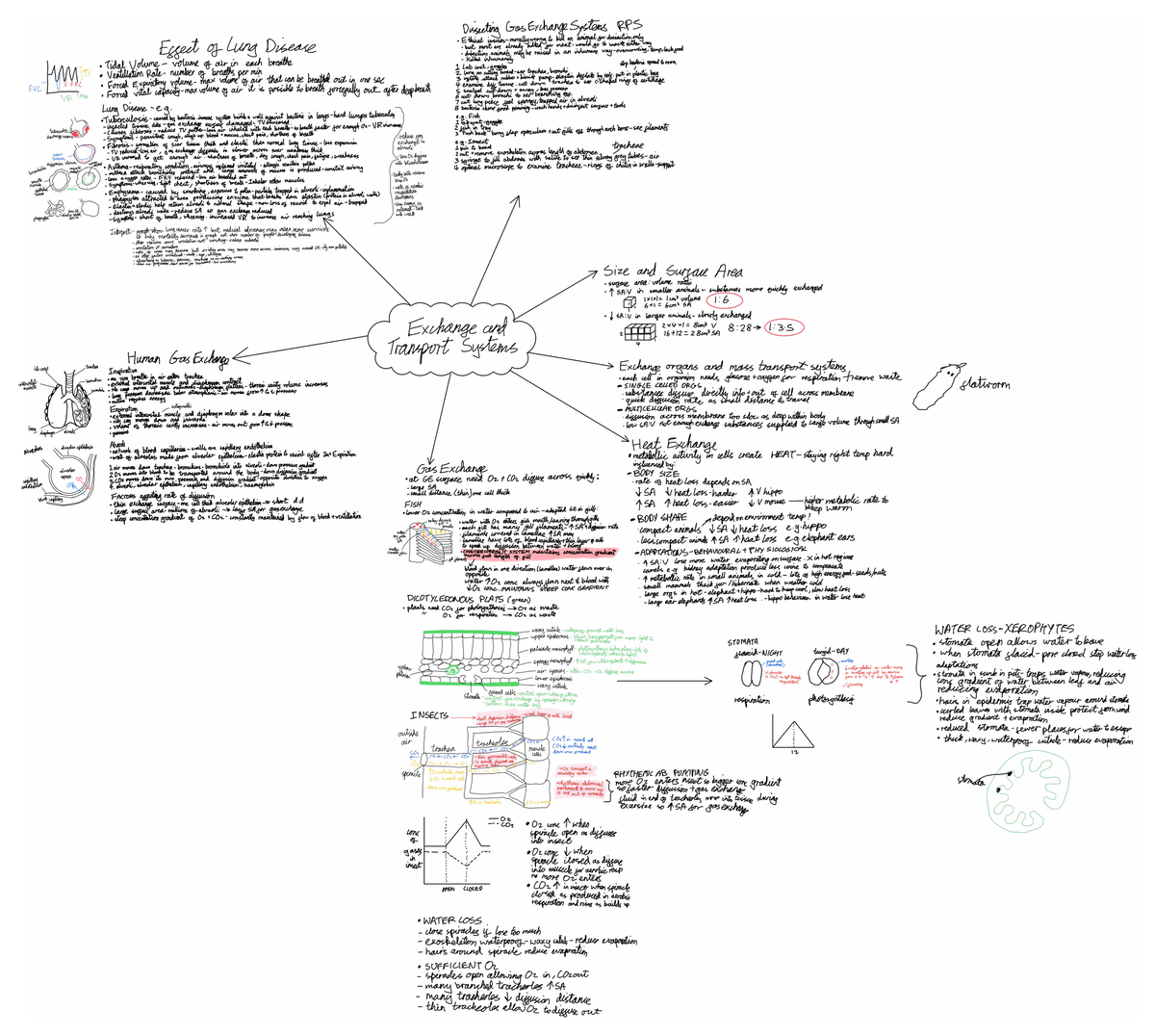 Biology RPS: Gas Exchange & Transport Systems in Lung Disease - Studocu