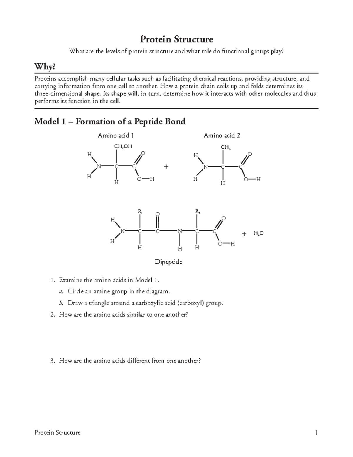 POGIL™ Activities for AP Biology: Exploring Protein Structure (11/27 ...