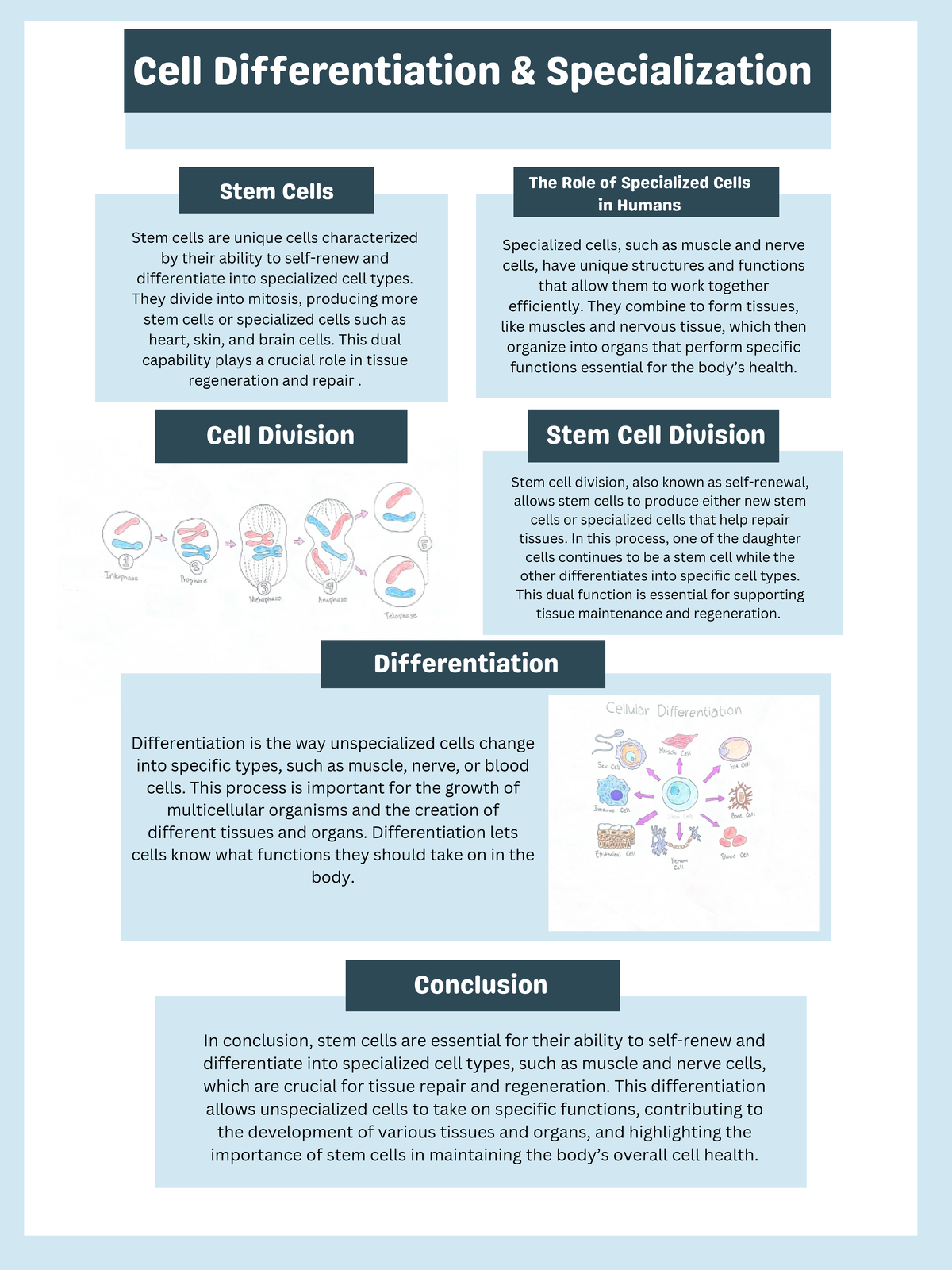Cell Division And Specialization