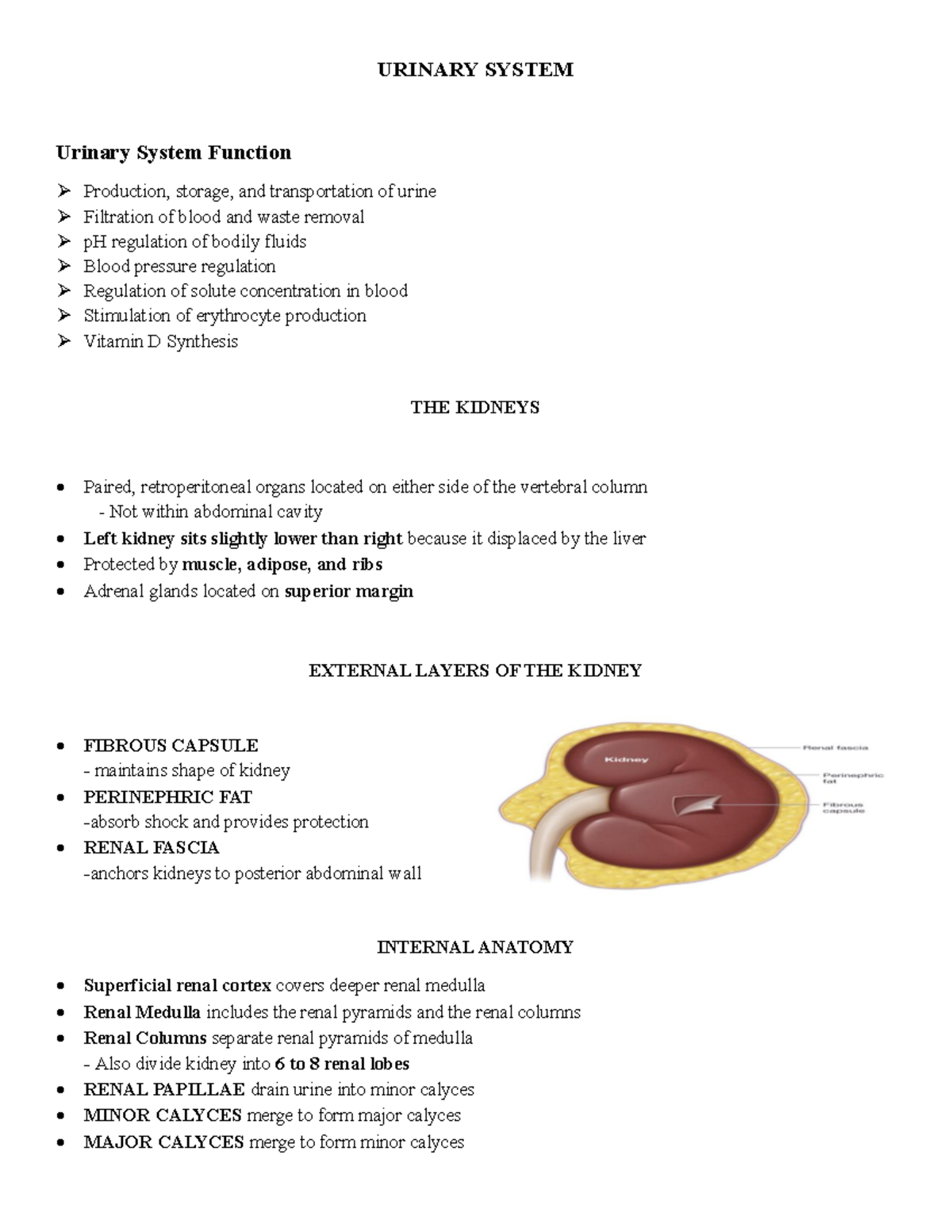 Urinary System Reviewer - URINARY SYSTEM Urinary System Function ...