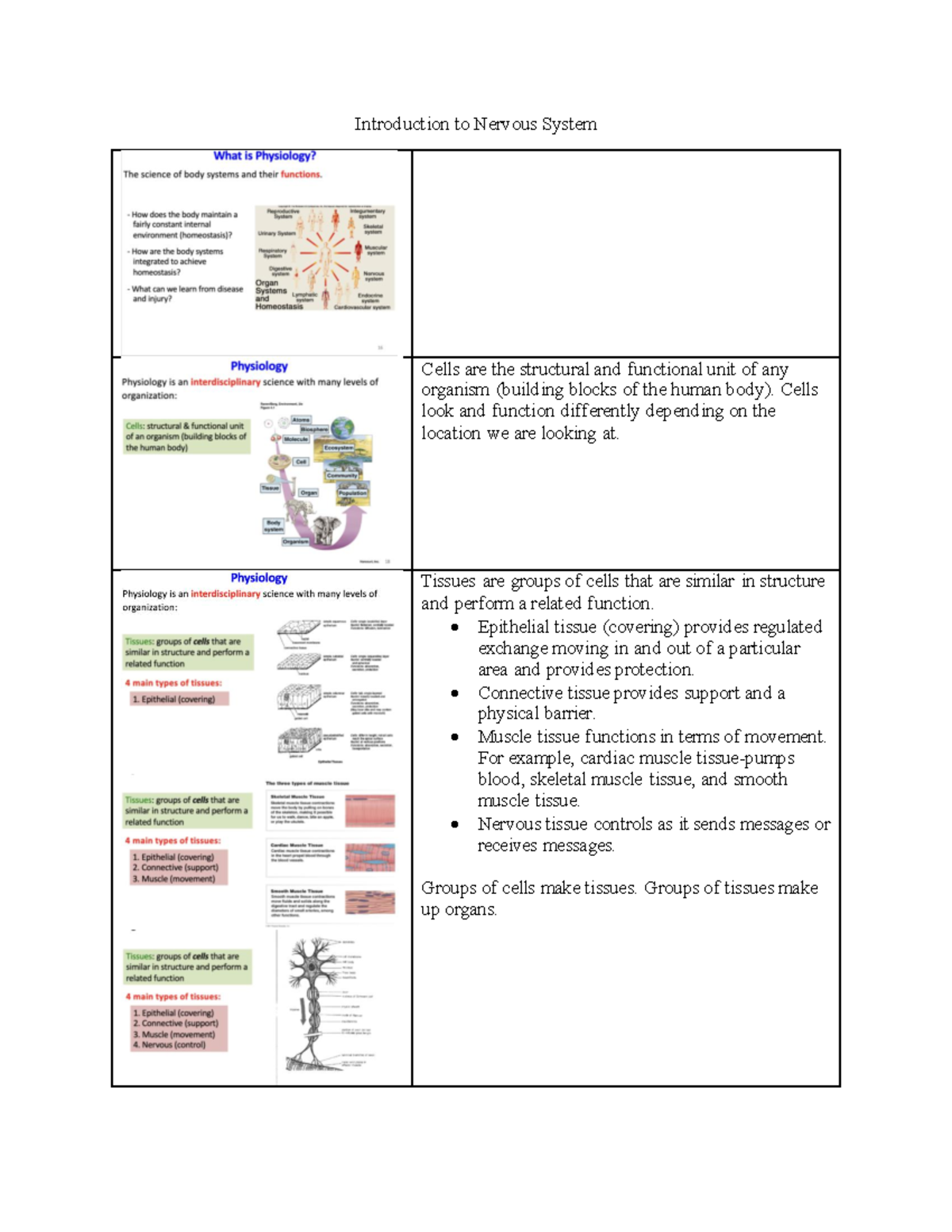 Physiology Lecture Notes: Body Systems and Homeostasis - Studocu
