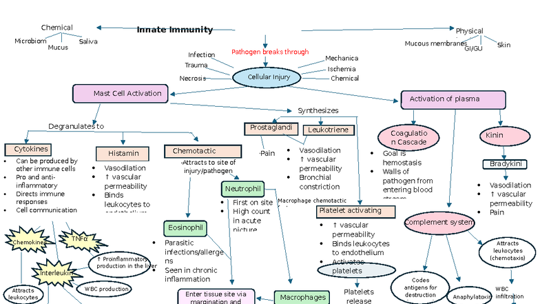 Immunity Concept Map - CHM 101: Innate & Adaptive Responses - Studocu