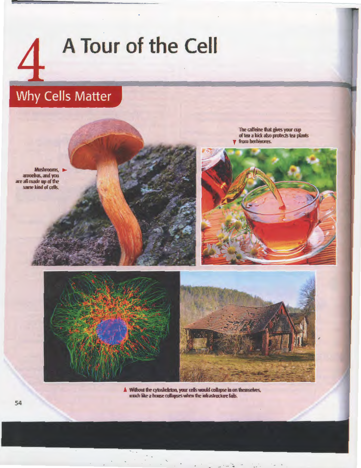 Chapter 4: A Tour of the Cell - Understanding Cell Structure and ...