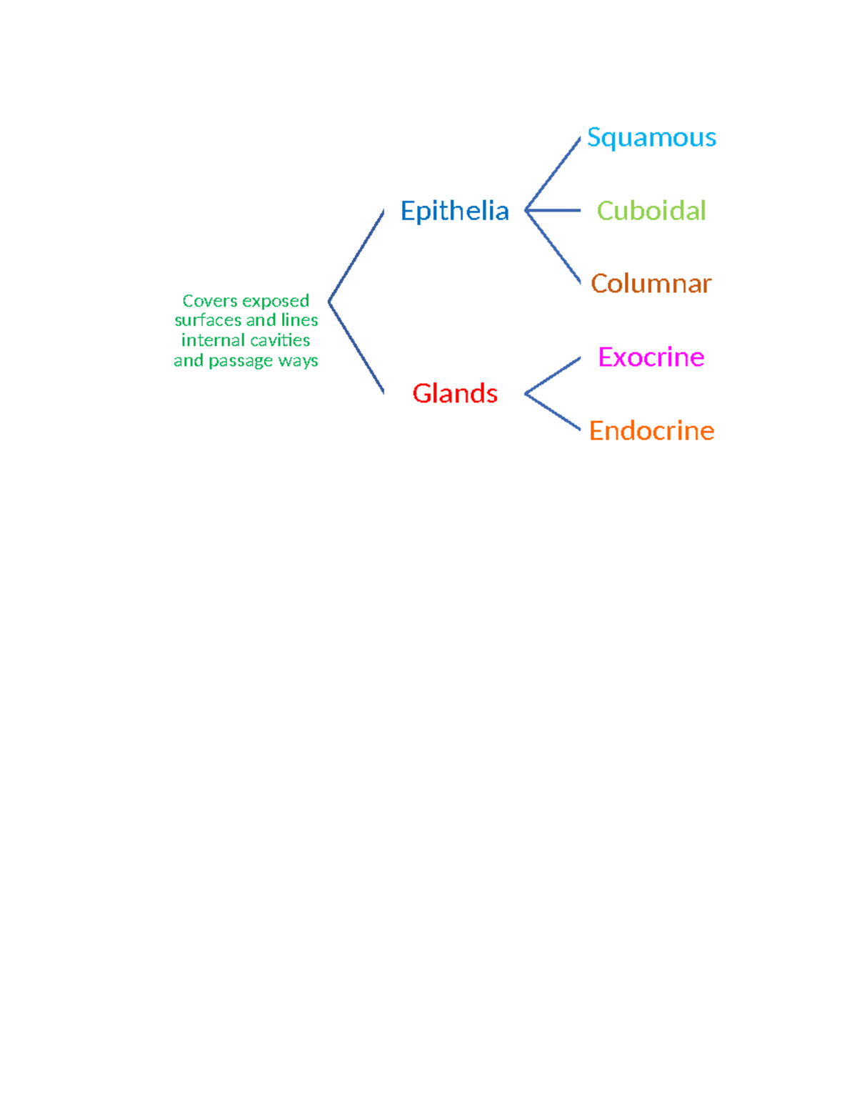 Epithelial Tissues Overview: Types and Functions - Studocu