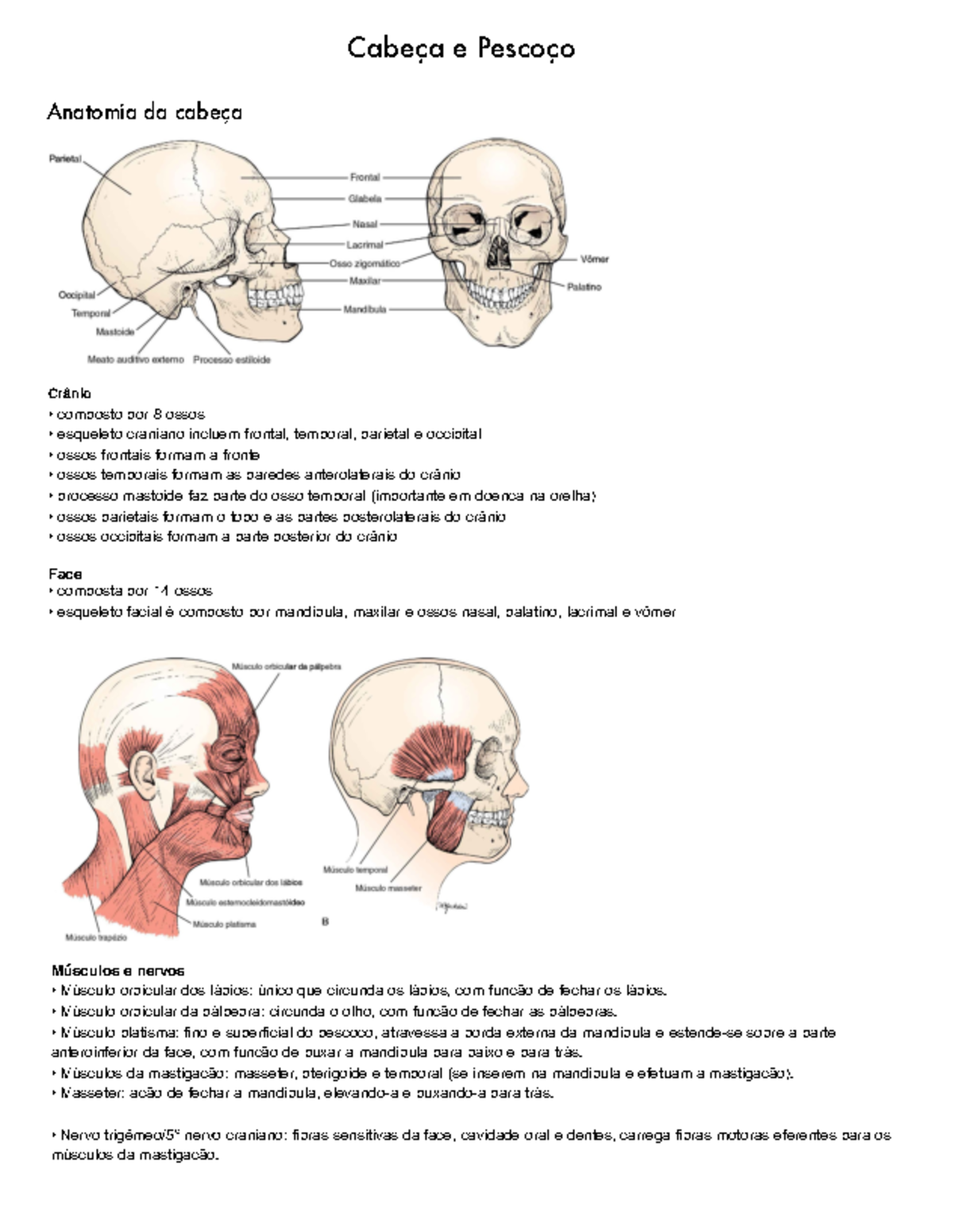 Cabeça e pescoço - Semiologia Cabeça e Pescoço - Anatomia da cabeça ...