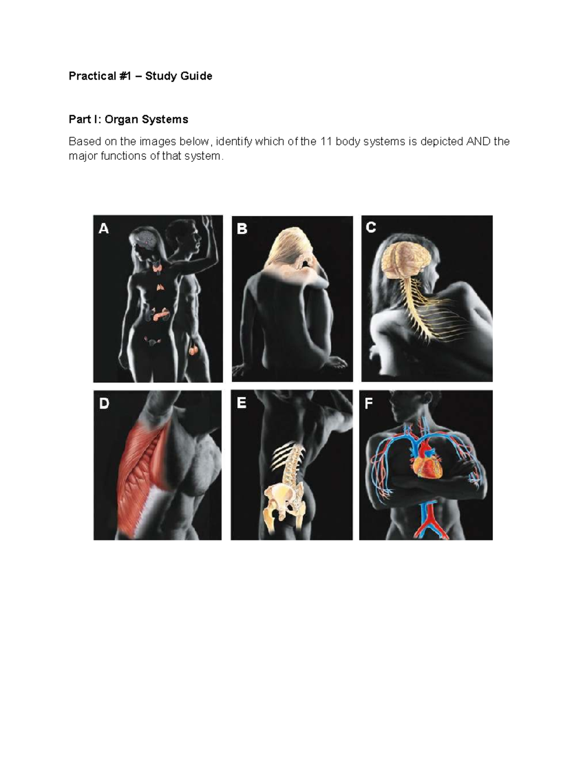 Biology Study Guide: Organ Systems, Cell Cycle & Tissue Histology (BIO ...