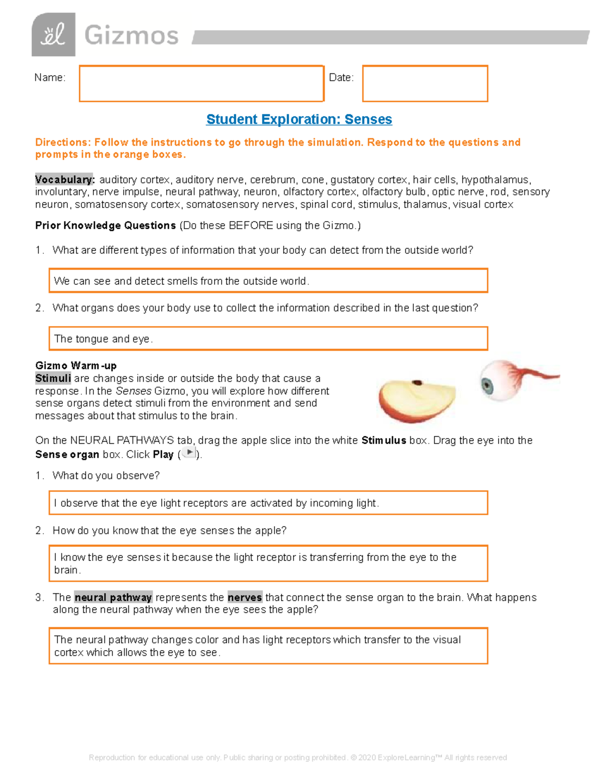 Exploration of Senses Activity A with Gizmo Simulation - Studocu