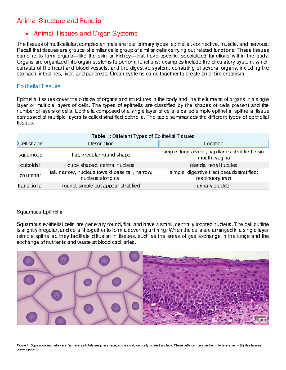 Animal Structure and Function Notes - Animal Structure and Function ...