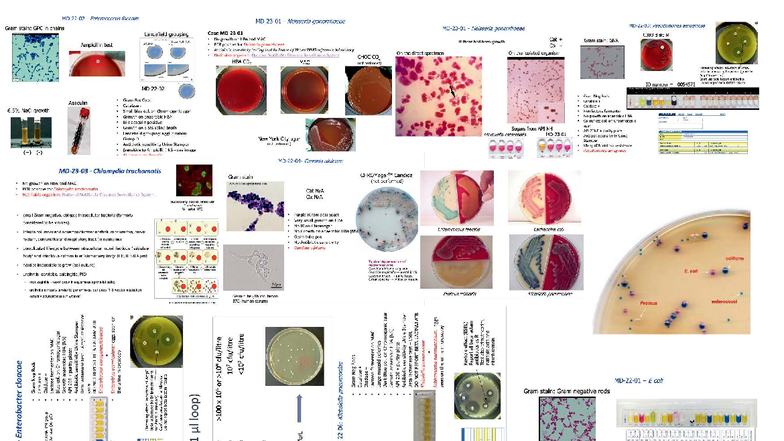 Microbio PRAC EXAM C390 - Notes on Enterococcus & Neisseria Testing ...