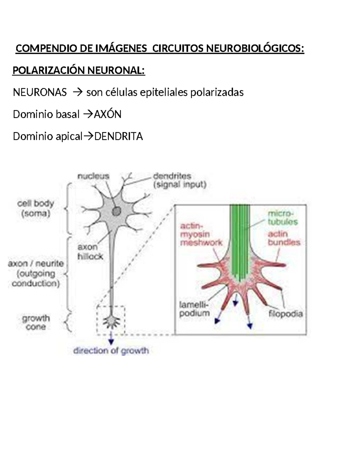 Compendio de Imágenes: Circuitos Neurobiológicos y Polarización ...