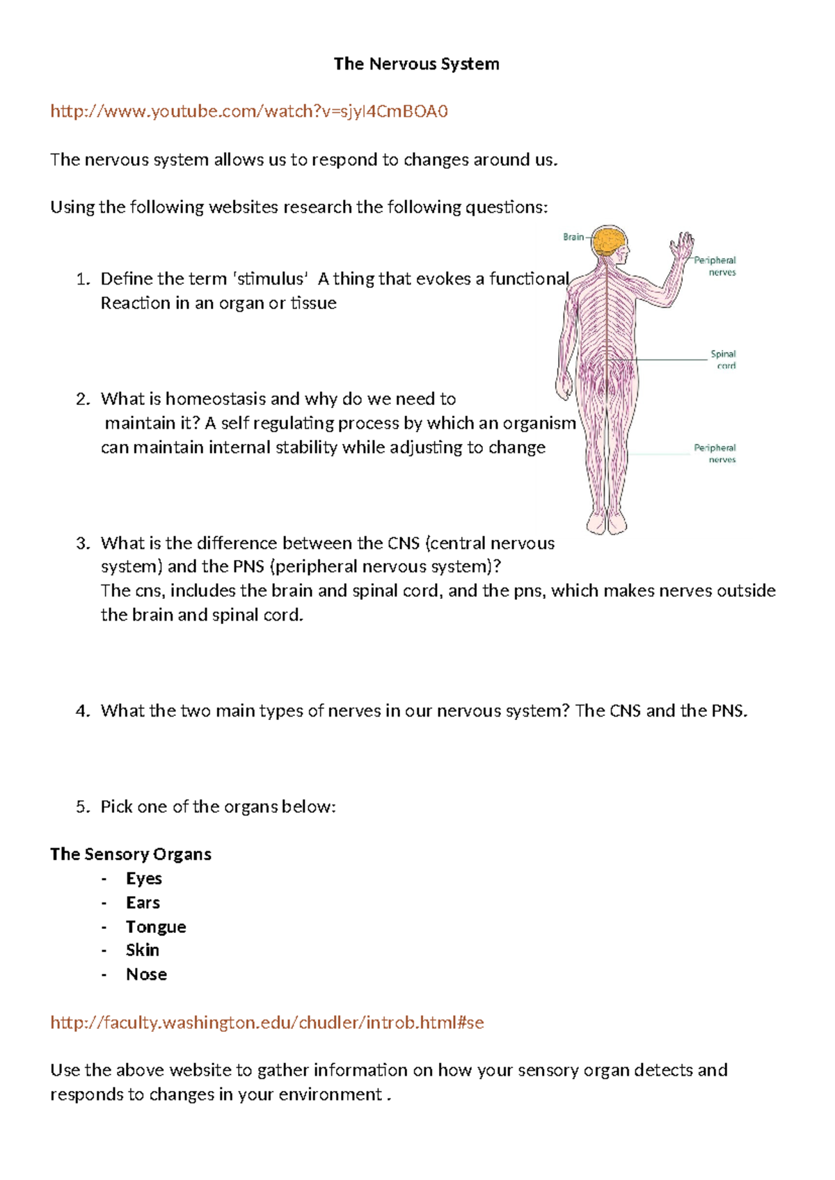 The Nervous System: Key Concepts and Questions for Study - Studocu