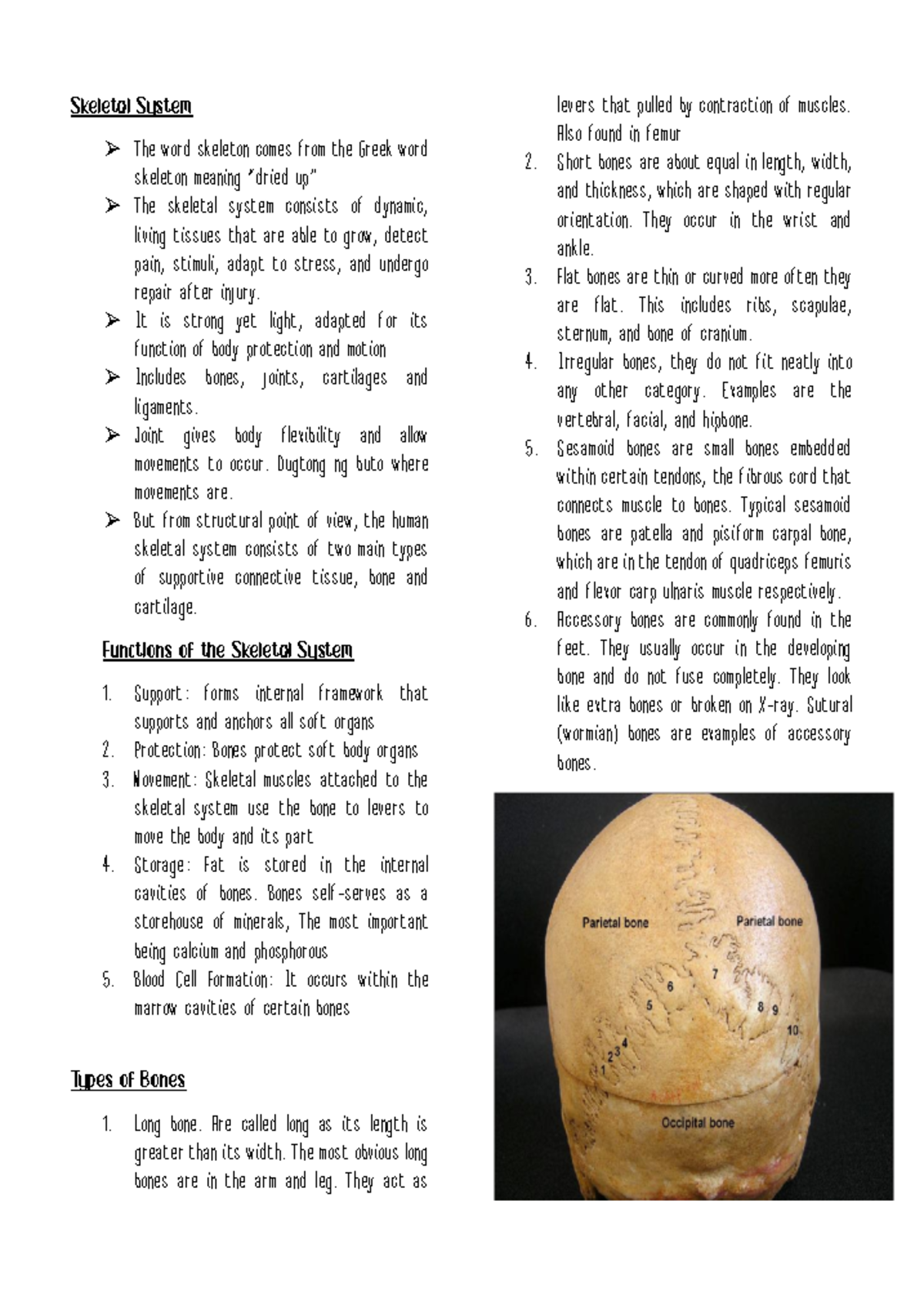 Skeletal System Overview: Structure, Function, and Types (BIO101) - Studocu