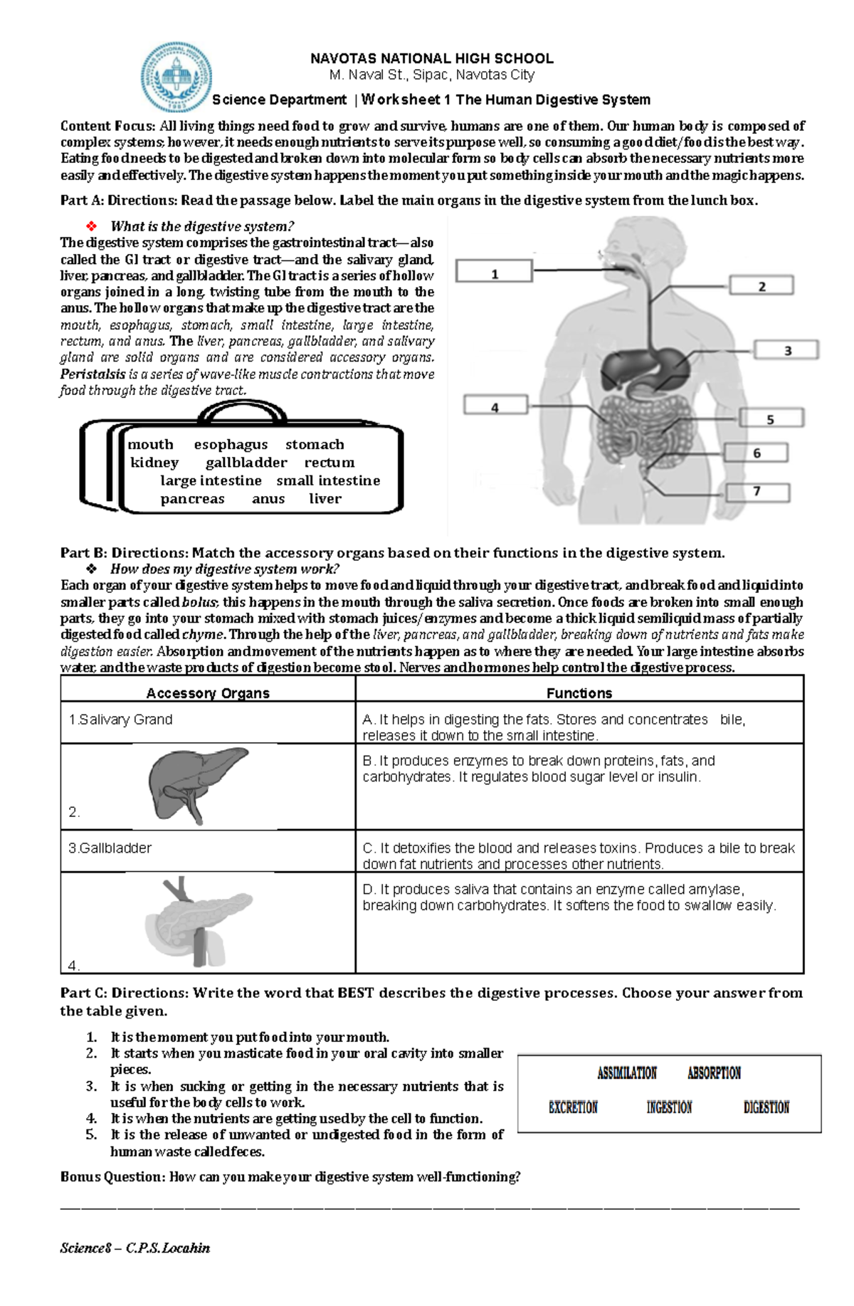 Science 8 C.P.S. Digestive System Worksheet 1: Understanding Digestion ...